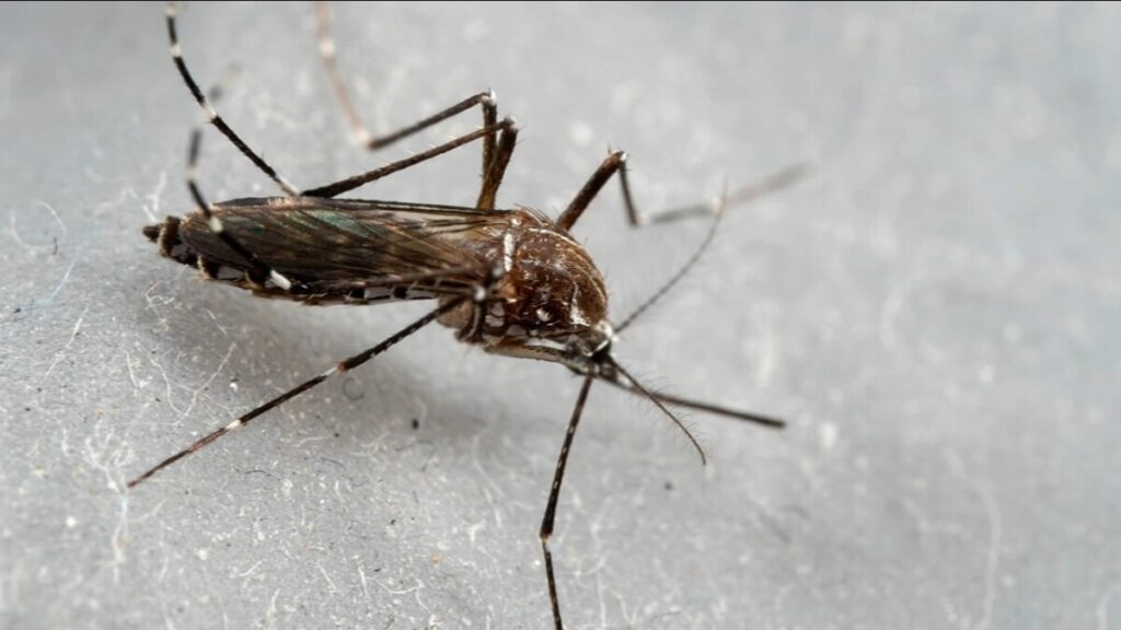 Hallan en Venezuela nueva especie de zancudo transmisor de "malaria ...